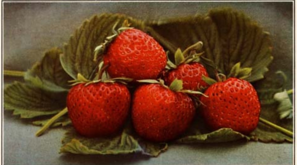 7500 aquarelles de fruits à télécharger gratuitement